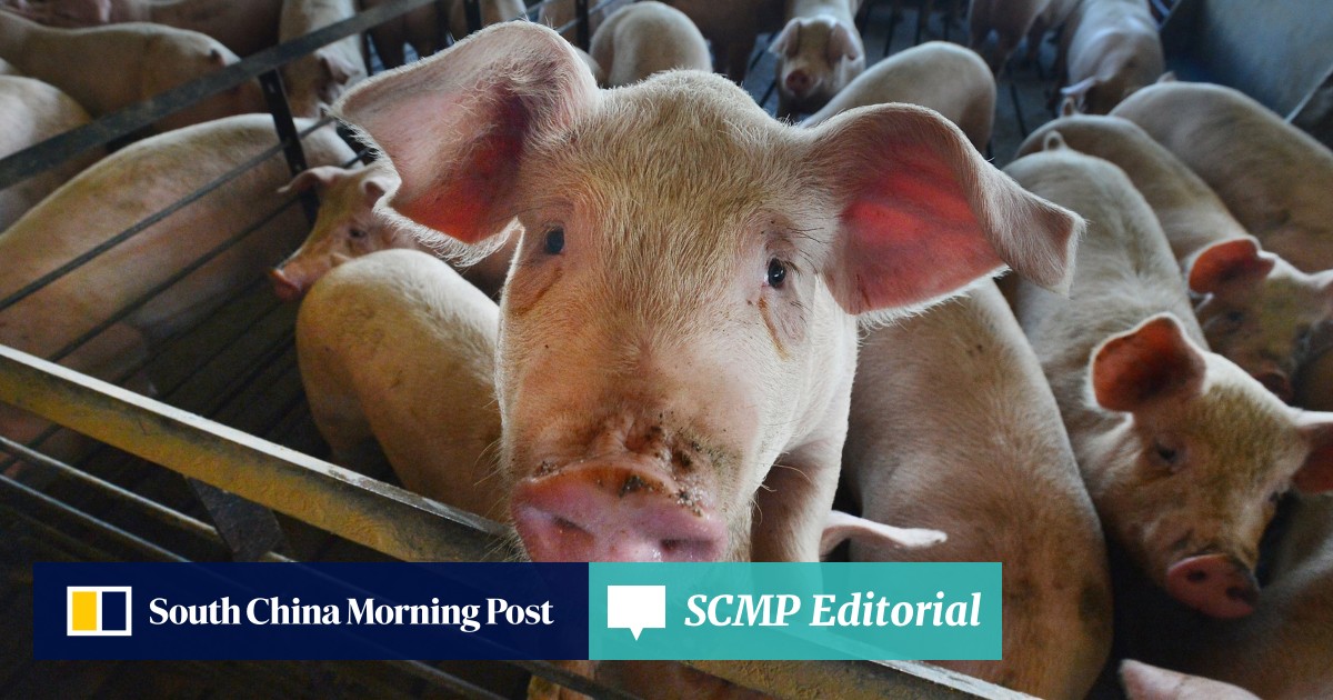 Editorial | Pig disease exposes weakness in system | South China ...