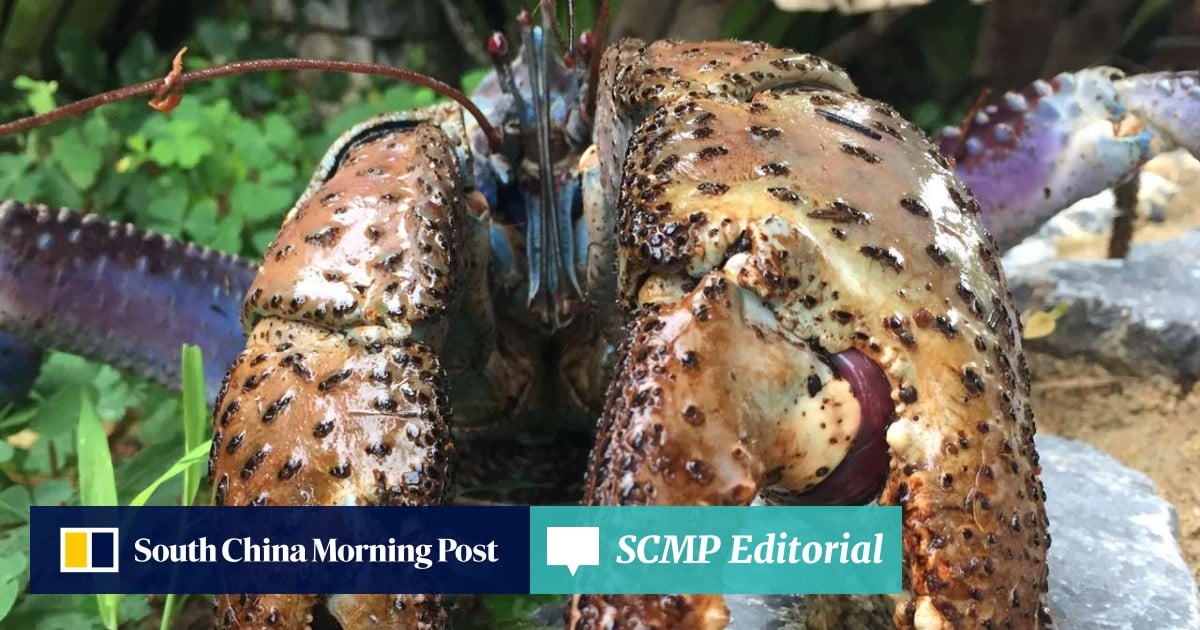 coconut crab attacks
