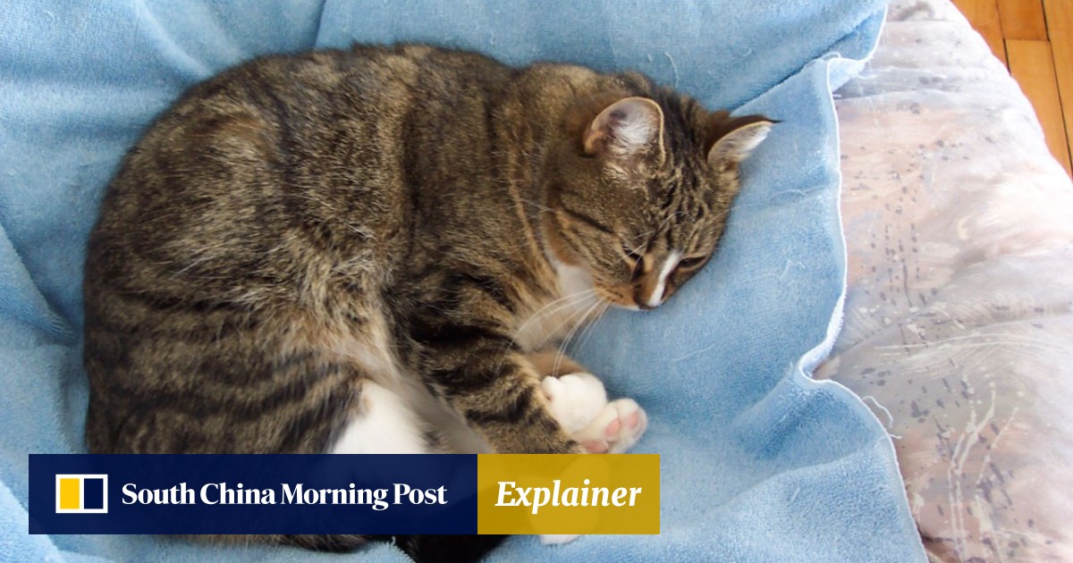 what does post cat mean