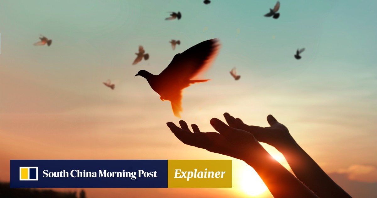Explainer | How to forgive someone and the health benefits of ...