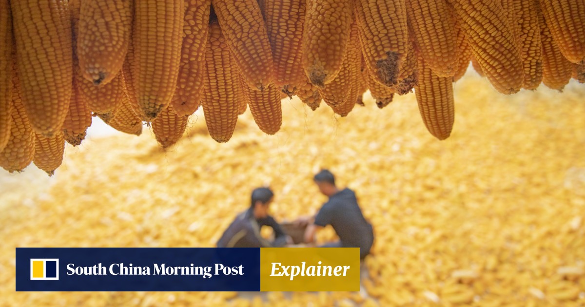 Explainer | 6 things to know about China’s GM food development amid ...