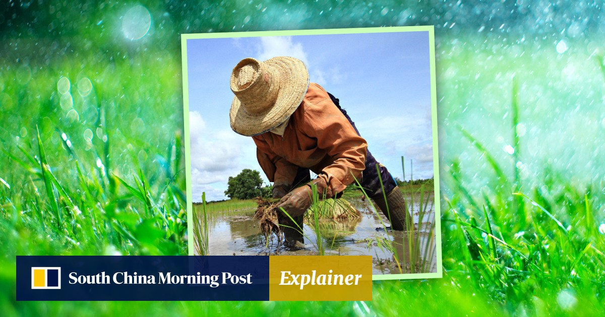 Explainer | Understanding ‘grain rain’, one of 24 solar terms in ...