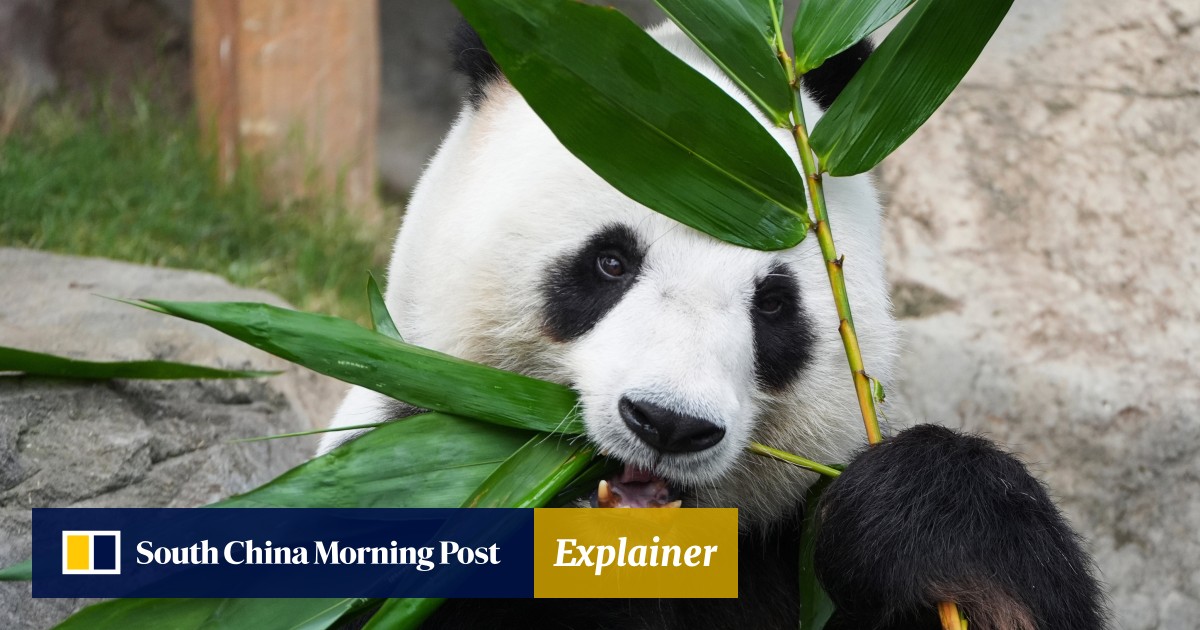 Explainer | Bear necessities: here’s what you need to know about giant ...