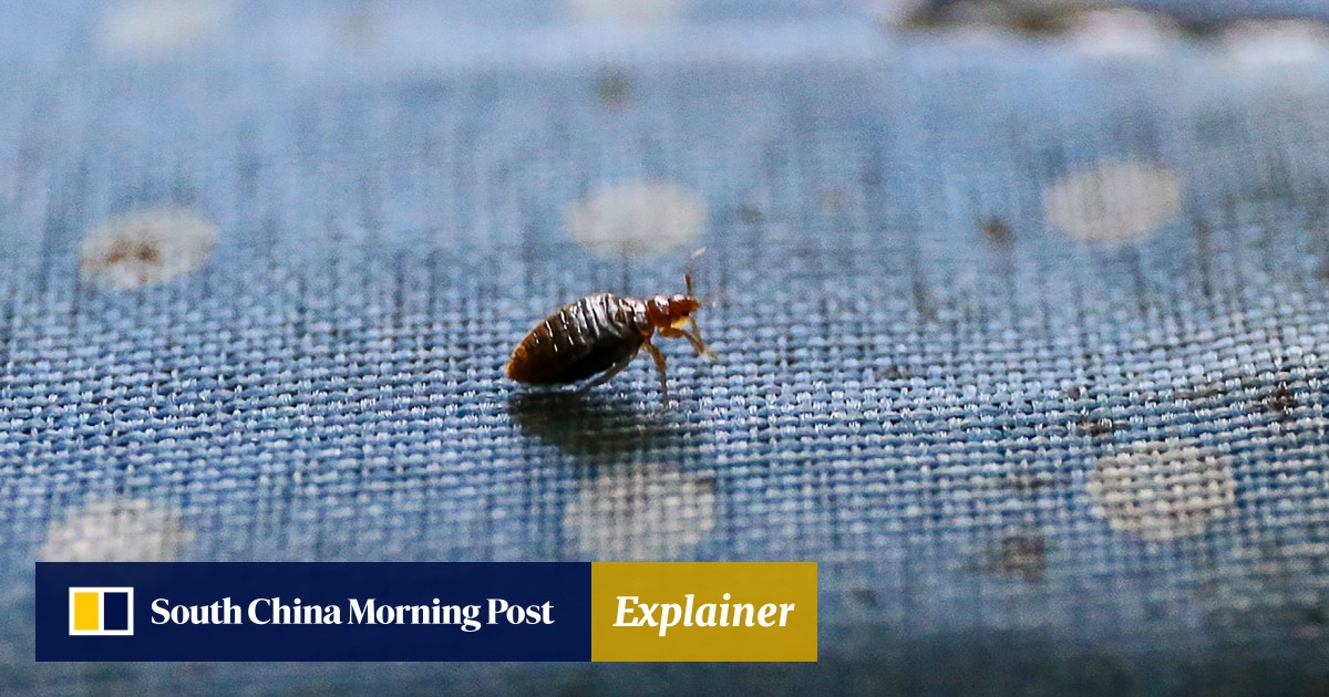 Explainer | Don’t let bedbugs bite! How did pests land in Hong Kong ...