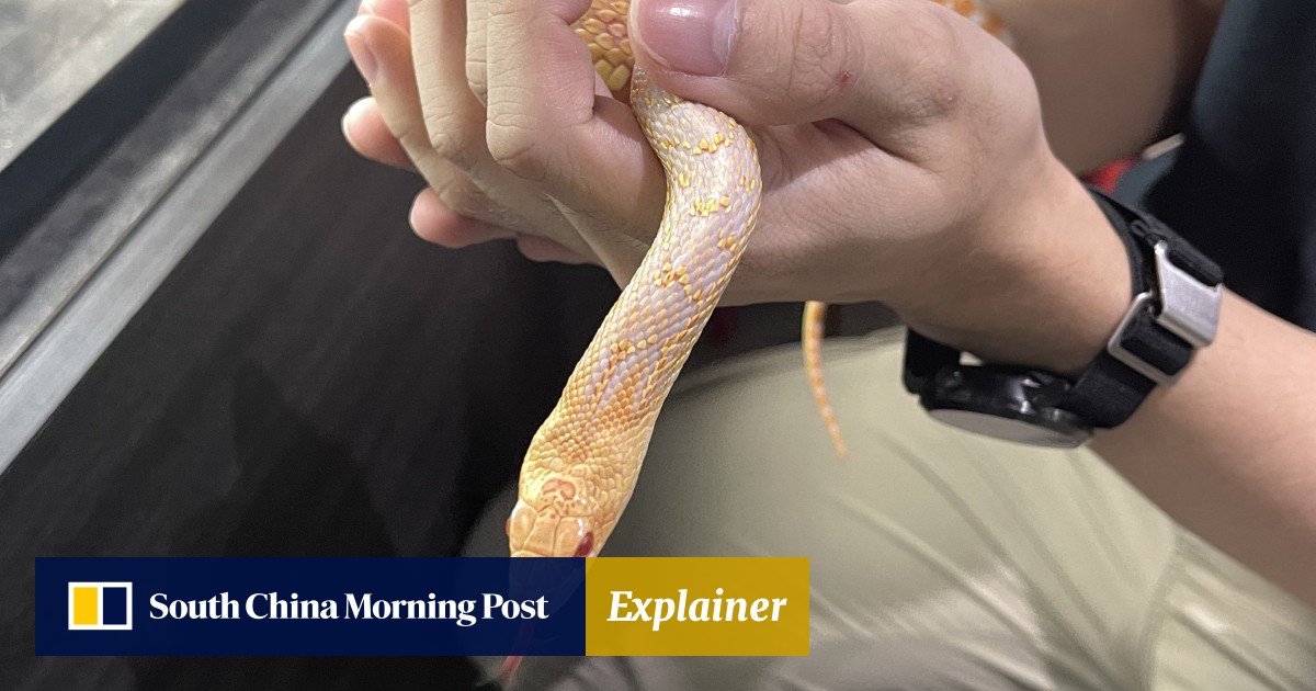 Explainer | Want to buy a snake as a pet? Tips on common breeds, food ...