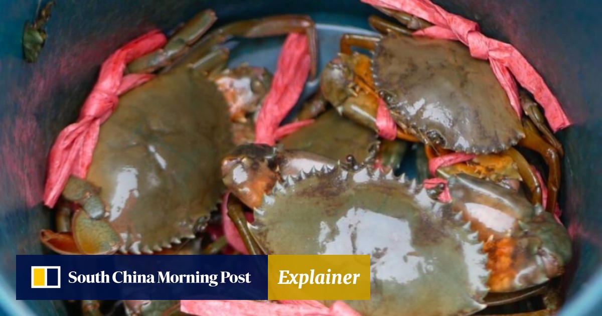 Explainer | Jumbo oysters and double shell crabs: Zhuhai is a foodie’s ...