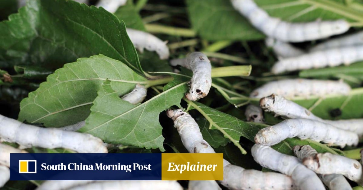 Ancient Chinese Silkworms