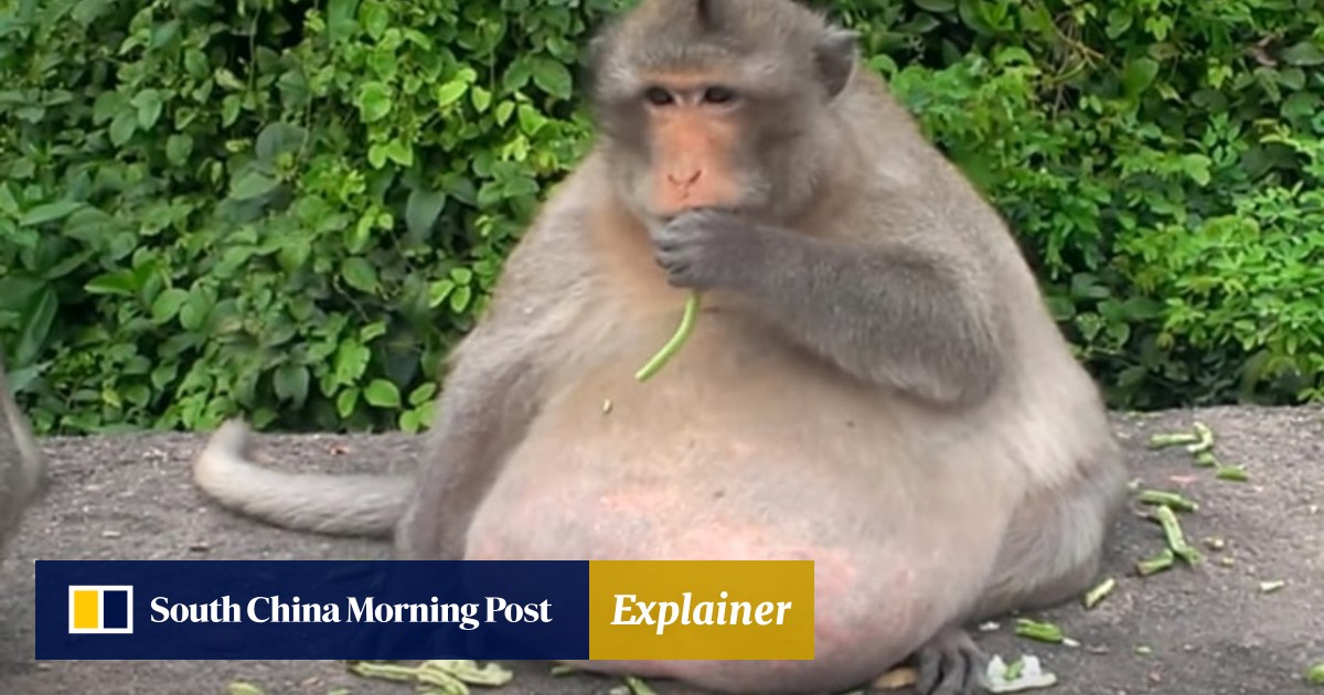 fat monkeys pictures