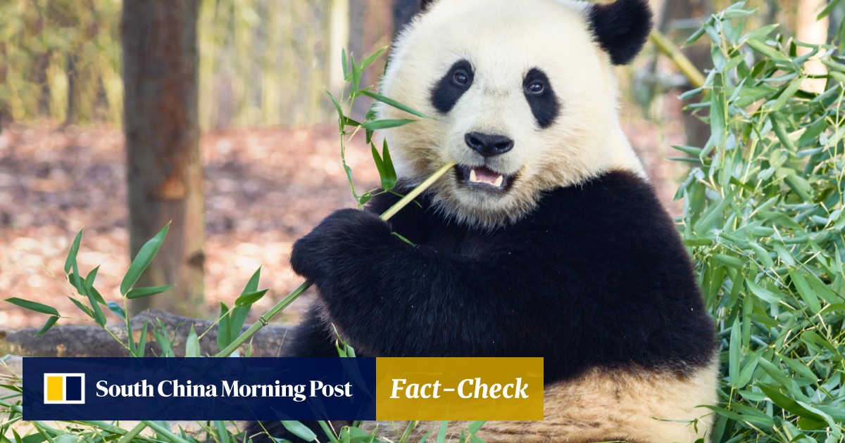 panda attacks keeper