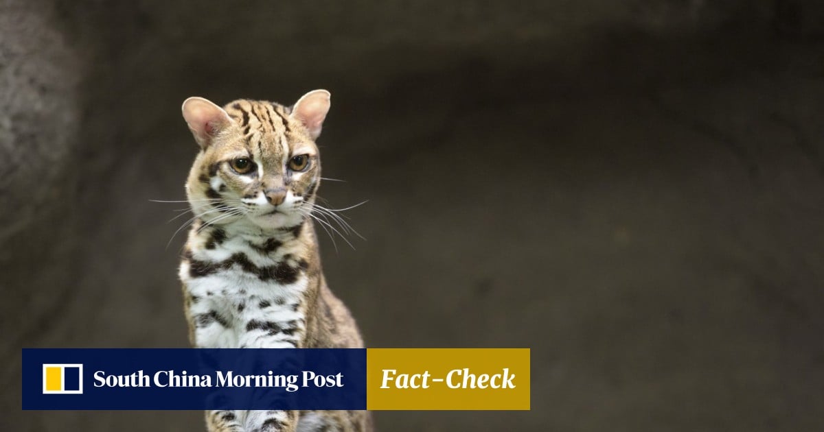 formosan clouded leopard facts