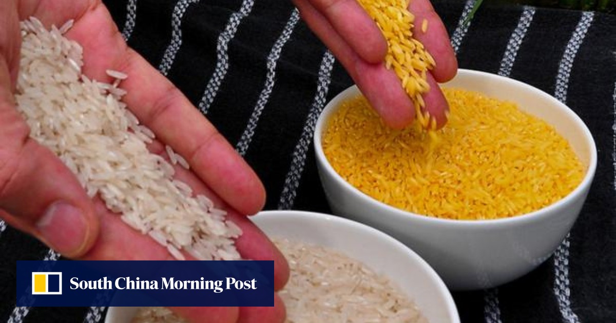 Golden rice can end world hunger | South China Morning Post