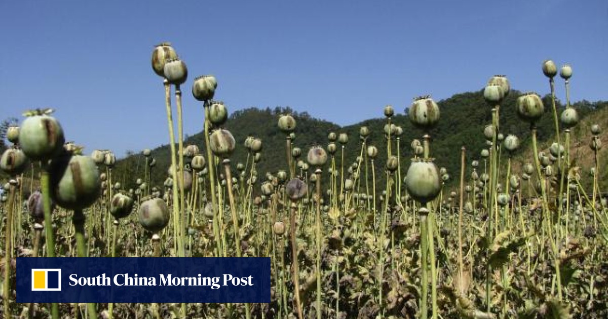 Opium cultivation surges in Laos and Myanmar amid drug boom in Asia ...