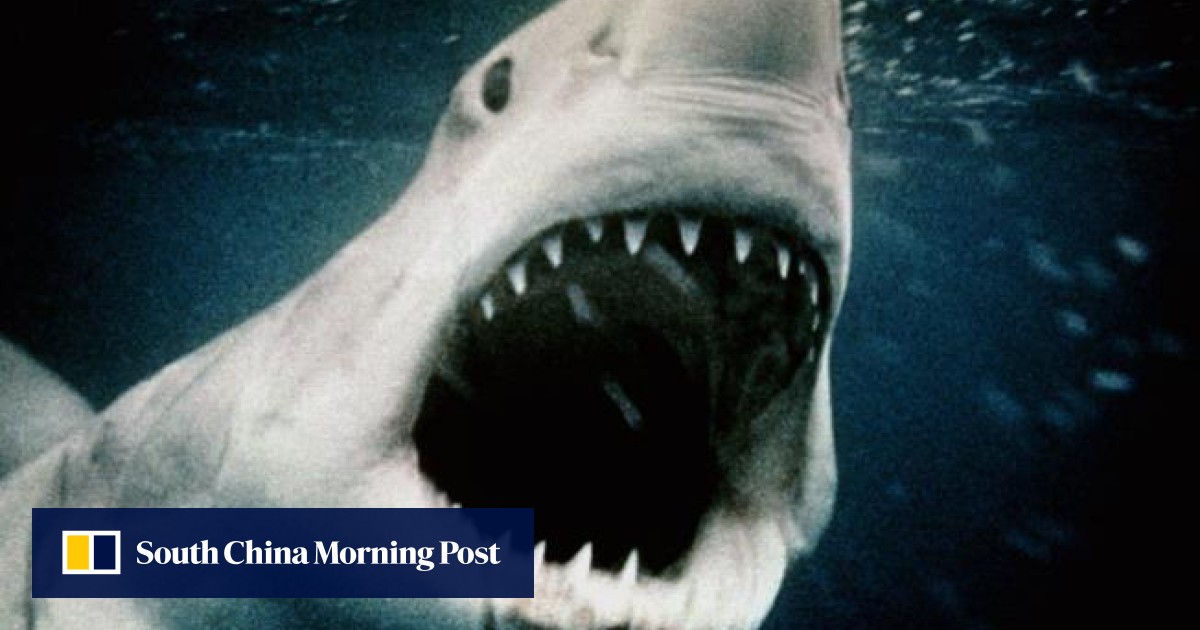 Shark brains could hold key to attacks, says study | South China ...