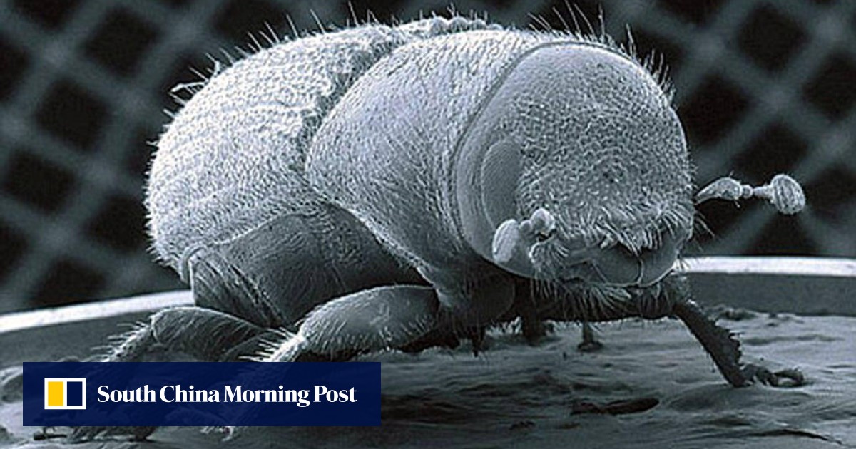 Beetle invasion causes climate change in Canadian forests | South China ...