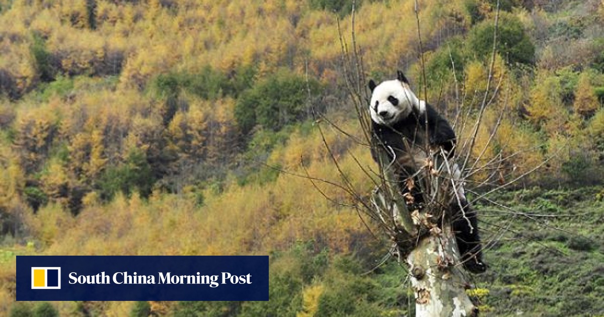 China development threatens wildlife: WWF | South China Morning Post