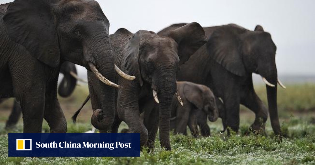 Poachers kill 11 elephants in 'worst massacre in Kenya for decades ...