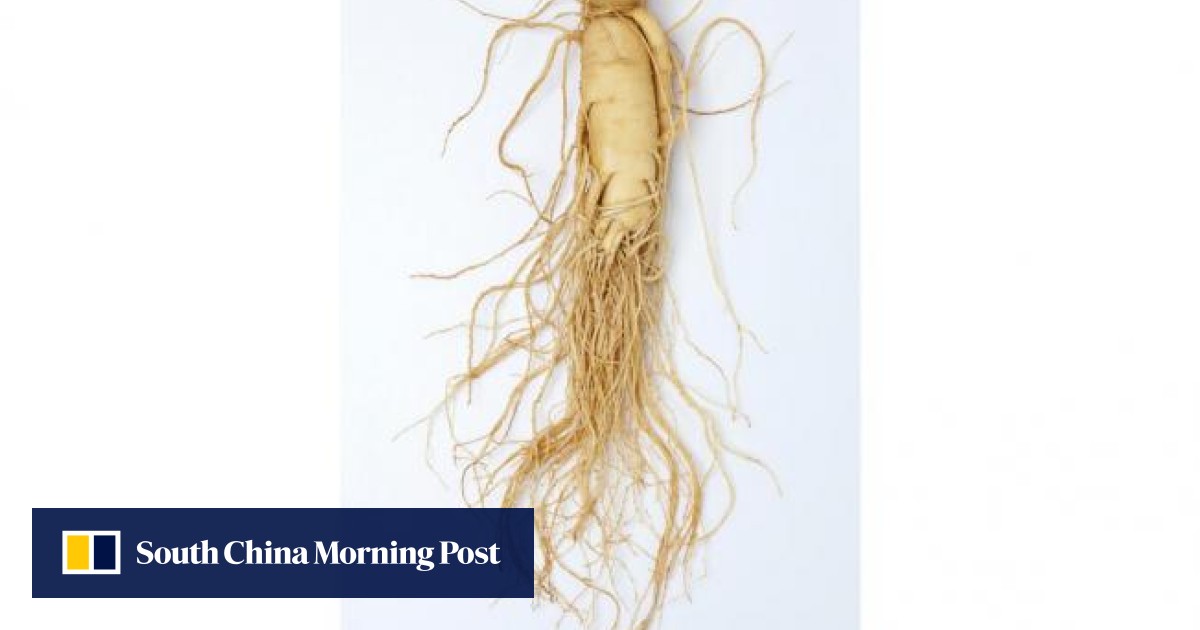 Traditional Chinese Medicine: the rise of ginseng | South China Morning ...