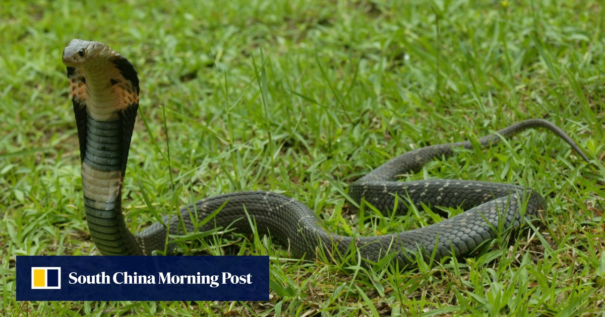Snake species creeping up in Hong Kong | South China Morning Post