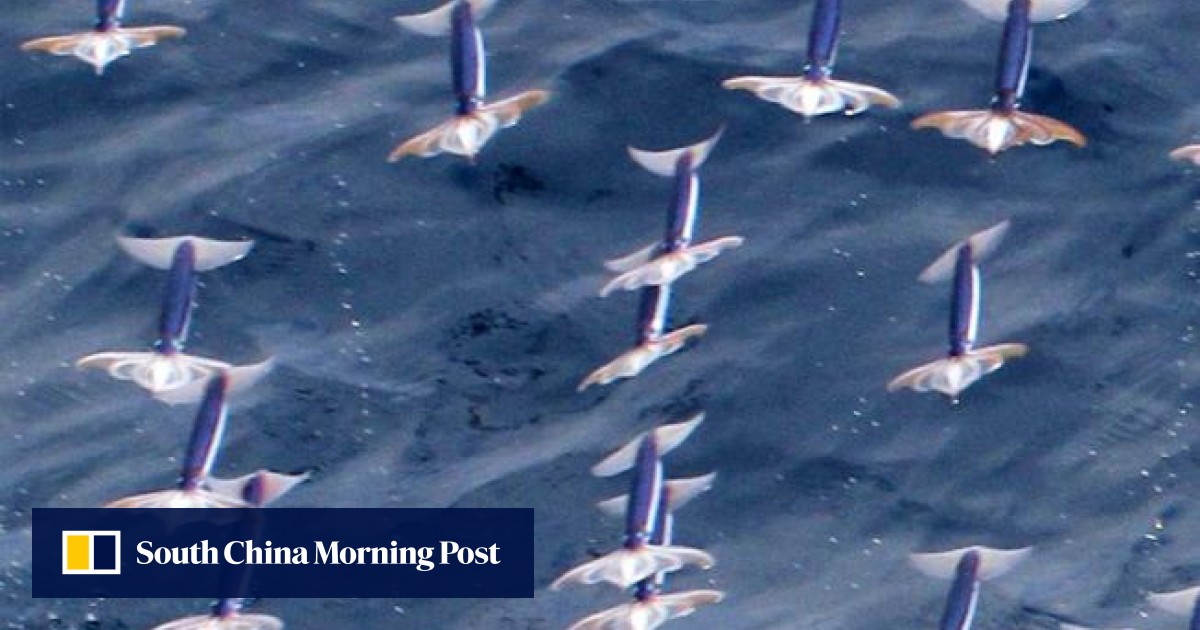 Japanese researchers discover gliding squid that use jet propulsion ...
