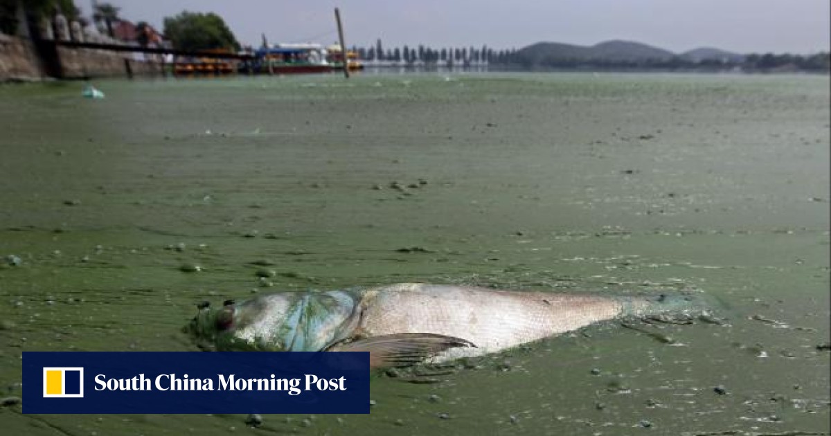Environmental watchdog admits to 'cancer village' phenomenon | South ...