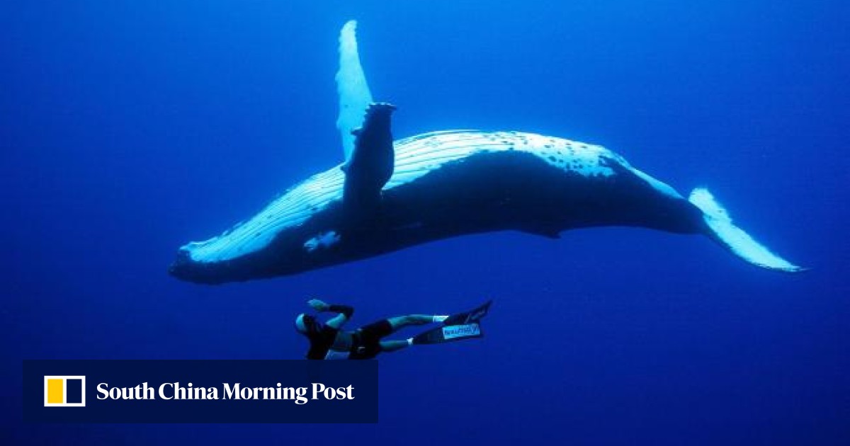 Depth charge: freediving | South China Morning Post