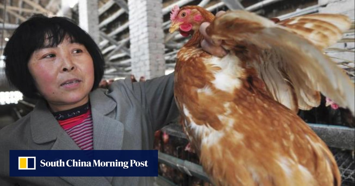 Bird flu scare gives shot in the arm to vaccine shares | South China ...