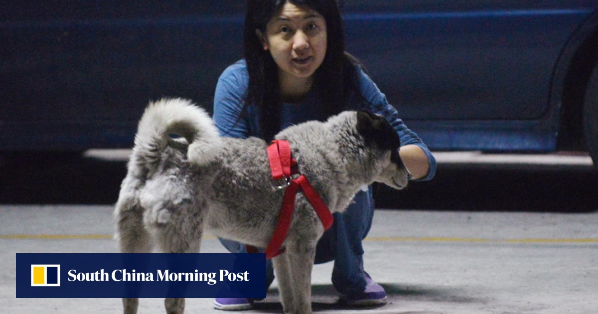 'Touching' video of stray dog chasing car along busy road goes viral ...