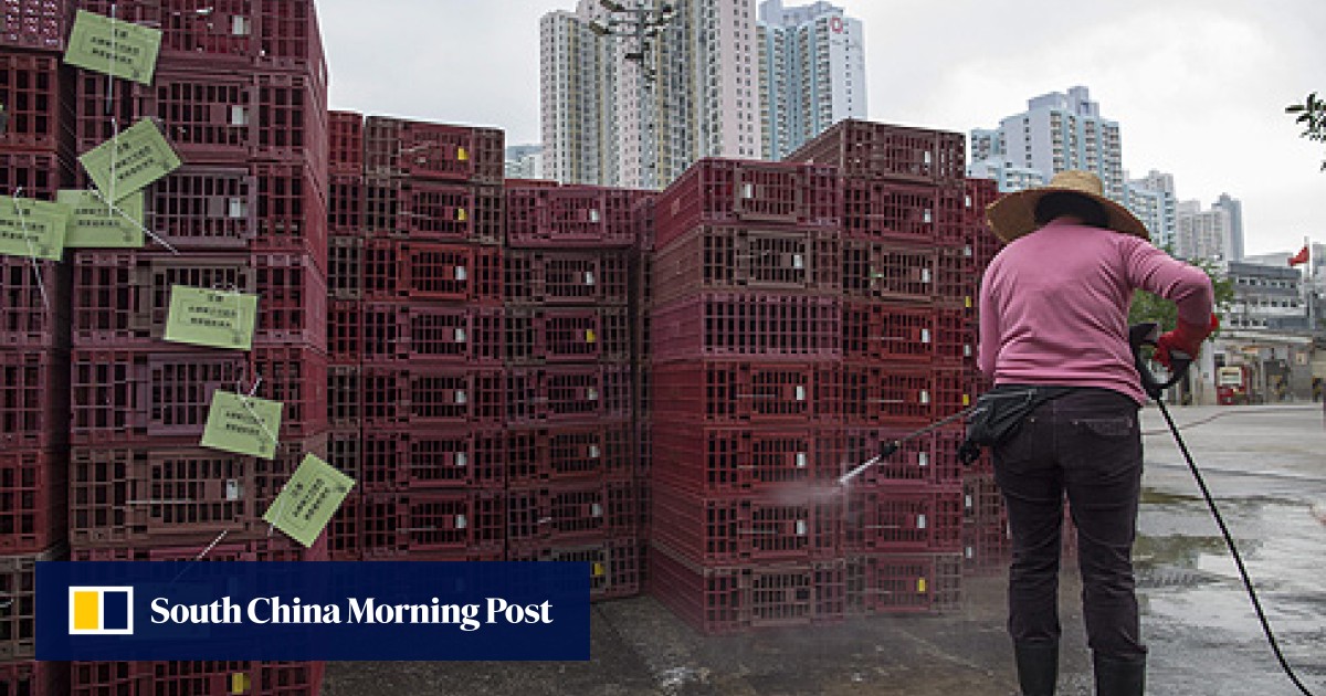 Hong Kong ready to cull birds at first sign of 'bird flu' infection ...