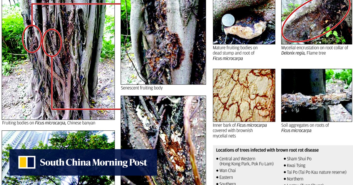 Brown root rot disease could be spread by humans | South China Morning Post