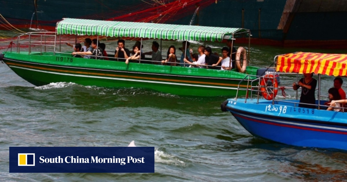 Officials 'passing the buck' on fate of pink dolphins | South China ...