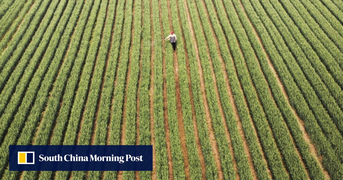 Chinese herbs tainted by toxic pesticides, says Greenpeace | South ...