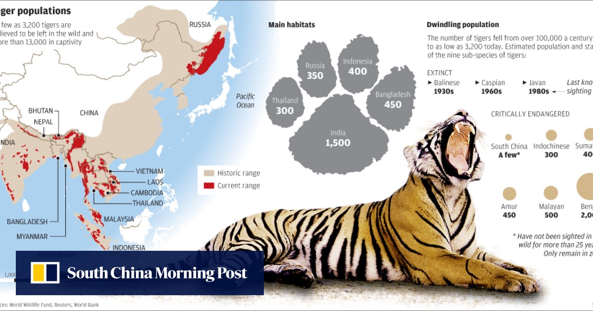 Tiger populations | South China Morning Post