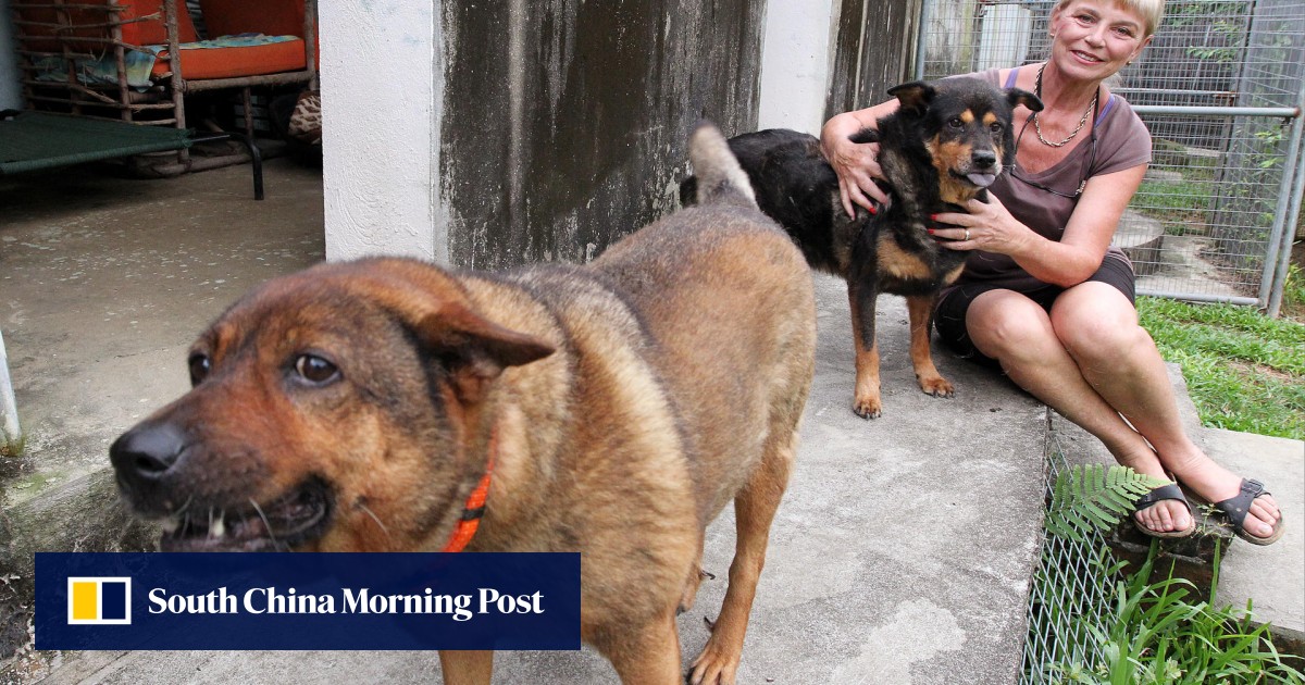 Land sale leaves dogs homeless | South China Morning Post