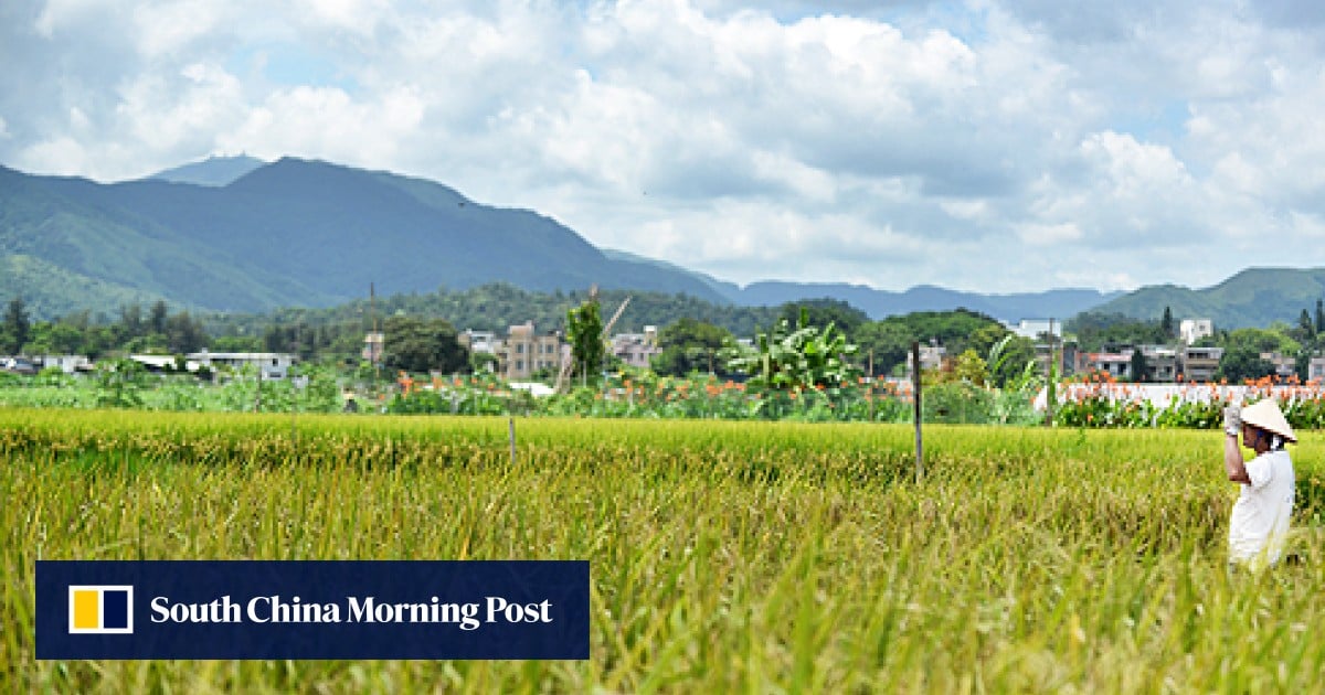 Roots breakthrough for drought-resistant rice | South China Morning Post
