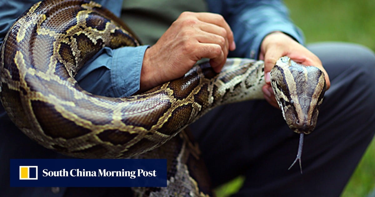 Canadian experts baffled as pet-store python kills sleeping boys ...