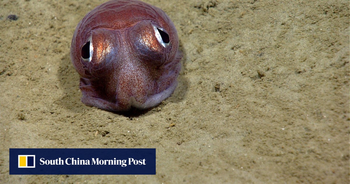 Deep Sea TV the latest reality show to plumb new depths | South China ...