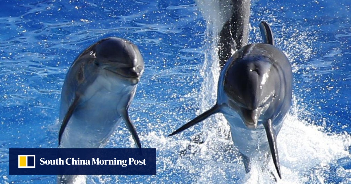 Study finds dolphins have longest social memories among animals | South ...