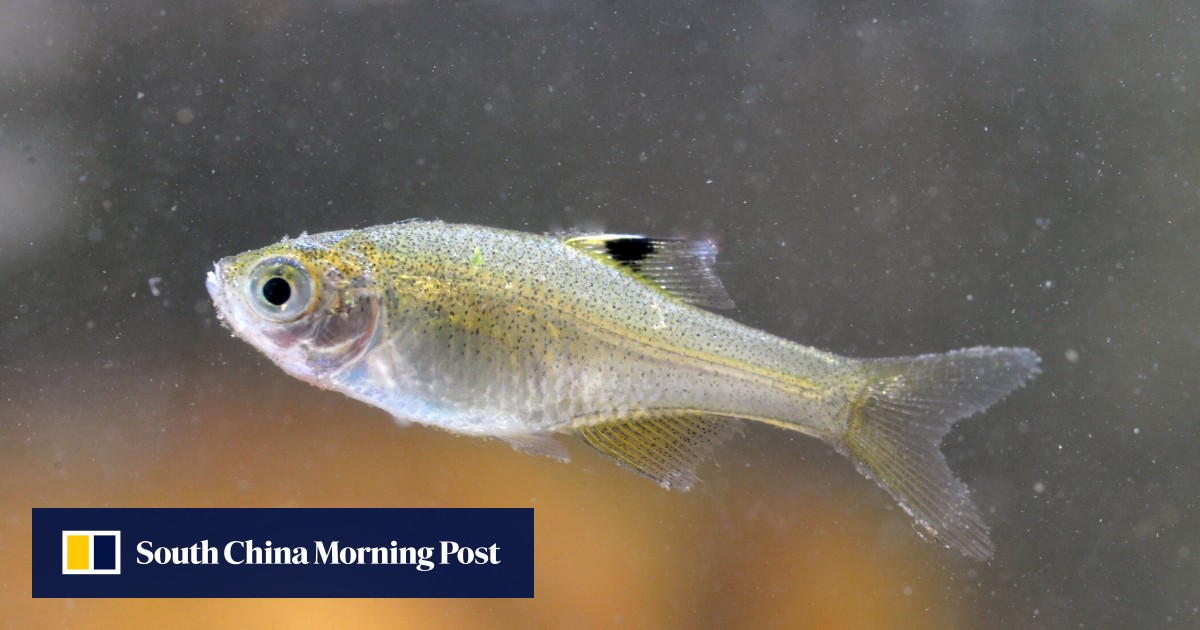 Threat to rare Hong Kong fish | South China Morning Post