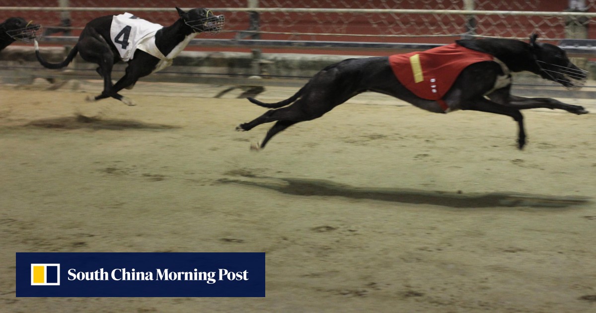 50 years in operation for Macau's canidrome for greyhound races | South ...