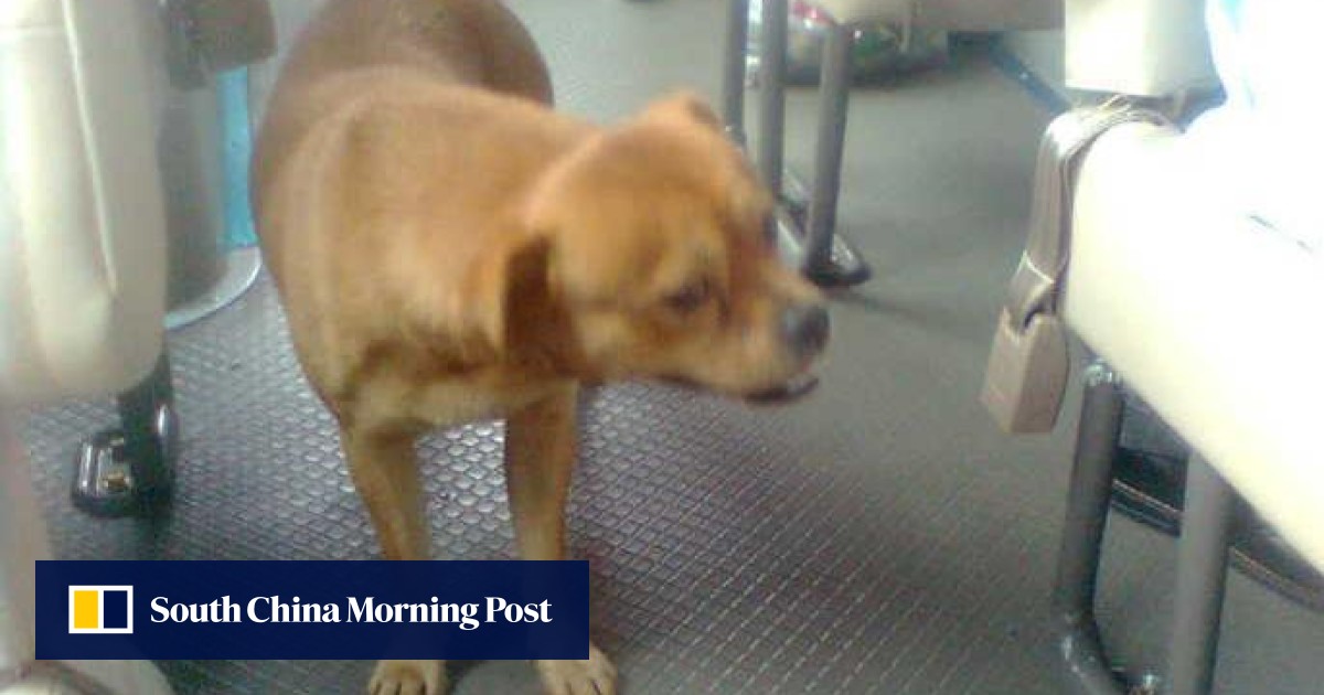 Loyal dog searches buses every day in hunt for his missing master ...