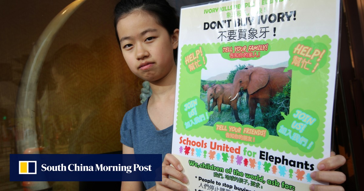 Young Hongkonger earns world-wide reputation campaigning for elephants ...