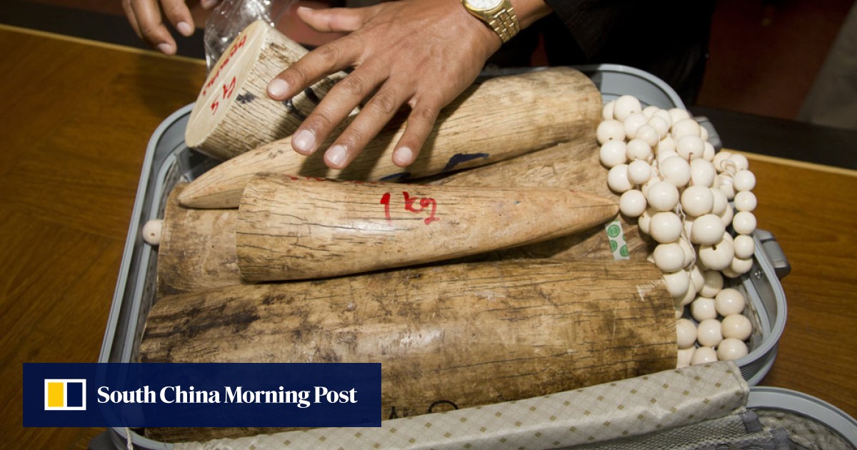 Targeting buyers of illegal ivory could hit trade where it hurts ...