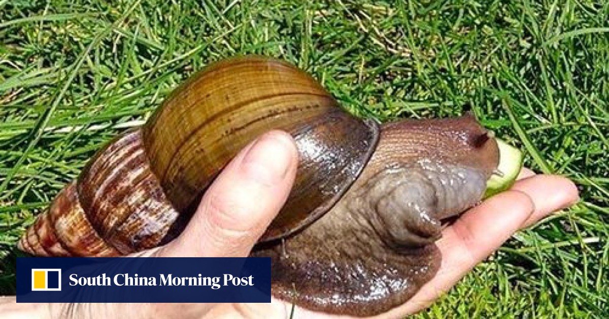 Many Chinese disappointed 'giant snails' can't be eaten | South China ...