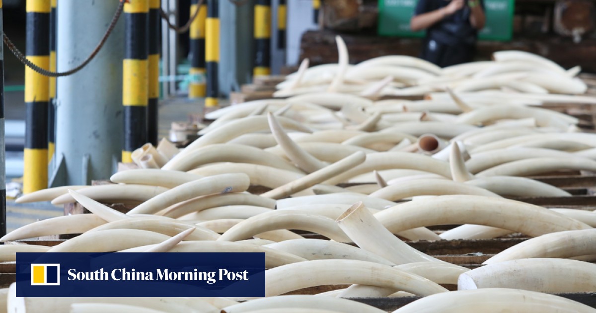 Hong Kong's ivory stockpile will not be destroyed but used for ...