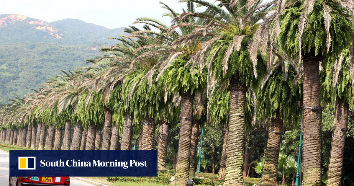 Bugs attack HK$10m palm trees near Disneyland in latest tree disaster ...
