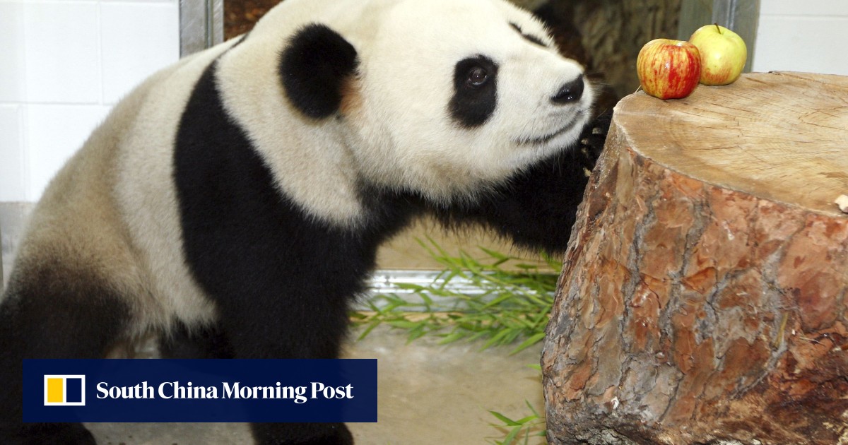 Adelaide Zoo’s giant pandas fail to breed | South China Morning Post