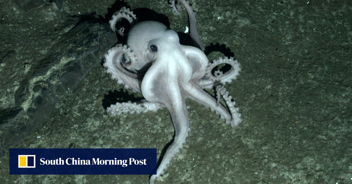 Chinese military scientists develop secret, octopus-mimicking computer ...