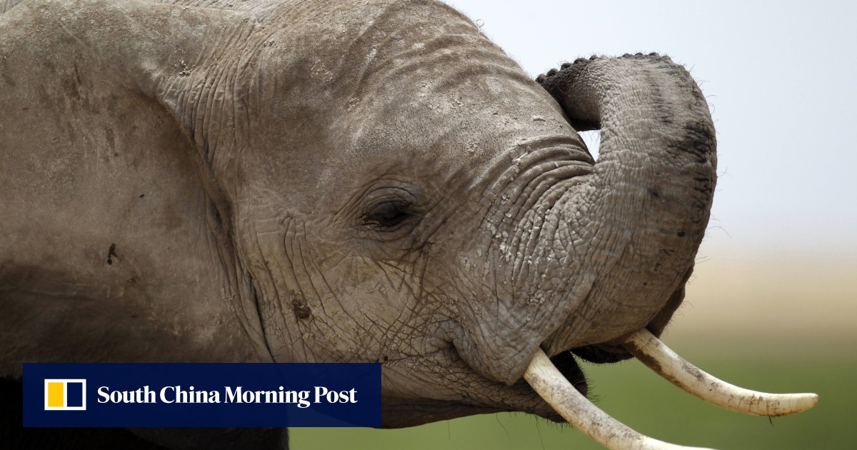 Study points to elephants' intelligence | South China Morning Post