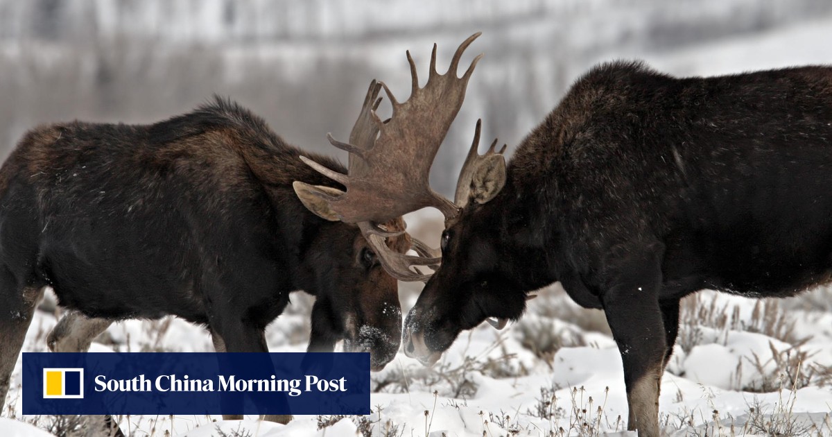 Moose disappearing, and scientists point finger at climate change ...