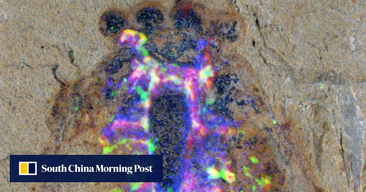 Complete nervous system discovered preserved in 520-million-year-old ...